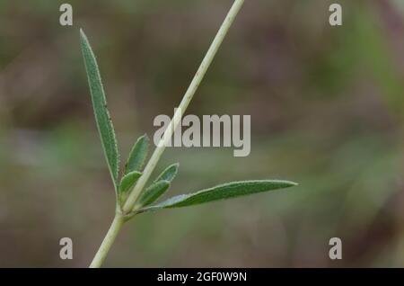 Stiff Sunflower, Helianthus pauciflorus, stem and leaves Stock Photo ...