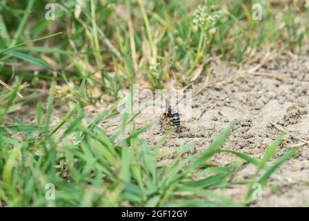 Fen Mason Wasp (Odynerus simillimus) adult, taking prey to nest chamber ...