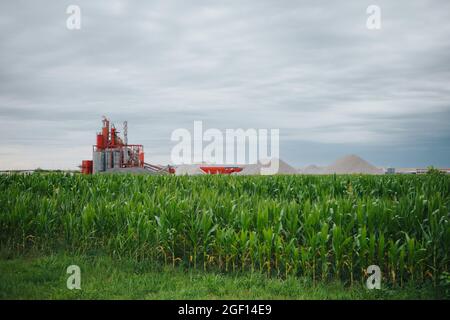 A closeup of green corns in a cornfield Stock Photo - Alamy
