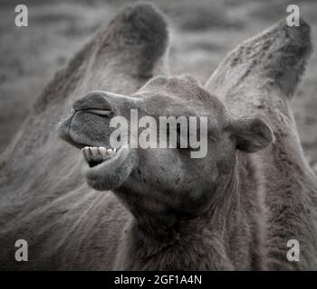 Teeth camel teeth close up showing uneven staggared stained distorted ...