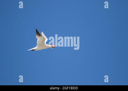 Caspian Tern in flight Stock Photo - Alamy