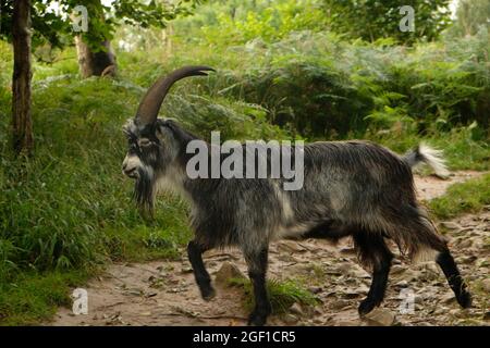 Wild goats of Cheddar Gorge Stock Photo - Alamy