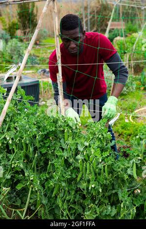 African man growing pea plants Stock Photo - Alamy