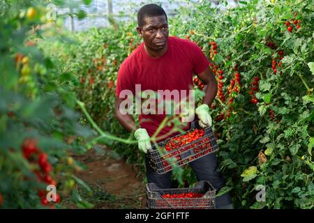 Aframerican gardener stacking boxes with cherry tomatoes in greenhouse ...