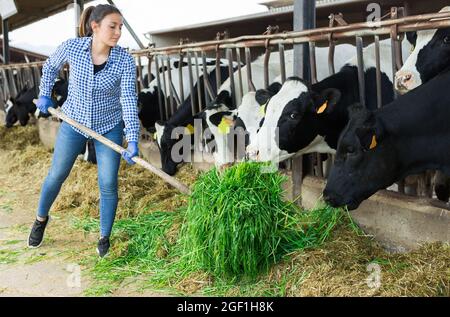 Woman farmer feeding cows with fresh grass in cowshed Stock Photo - Alamy