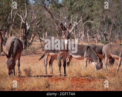 Donkeys (Equus africanus asinus) in a field, Rosnakill, Fanad head ...