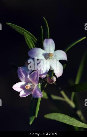 Australian Pink Wax Flower (Eriostemon australasius Stock Photo - Alamy