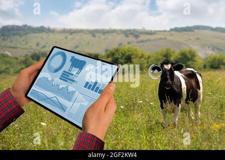 Farmer with tablet computer inspects cows at a dairy farm. Herd ...