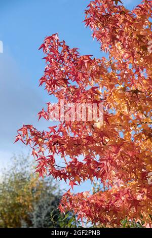 Sweet gum tree red autumn leaf on the grits Liquidambar styraciflua ...