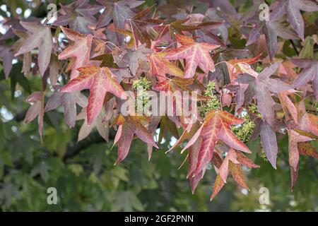 Sweet gum tree red autumn leaf on the grits Liquidambar styraciflua ...