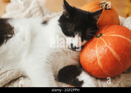 Cute cat sleeping on pumpkins and cozy sweaters. Adorable black and ...