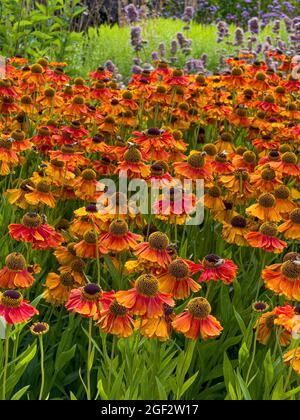 Orange flowers of Helenium Waldtraut growing in a UK garden Stock Photo ...
