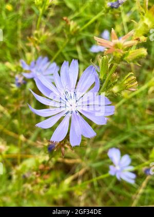 Cichorium intybus - chicory flower Stock Photo - Alamy