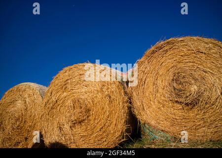 Stubble pressed straw for animals during the winter season Stock Photo ...