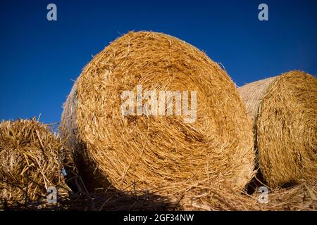 Stubble pressed straw for animals during the winter season Stock Photo ...