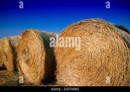 Stubble pressed straw for animals during the winter season Stock Photo ...