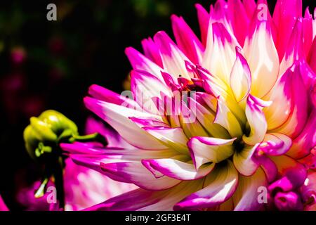 Dahlia Labella ‘Maggiore Deep Rose Stock Photo - Alamy