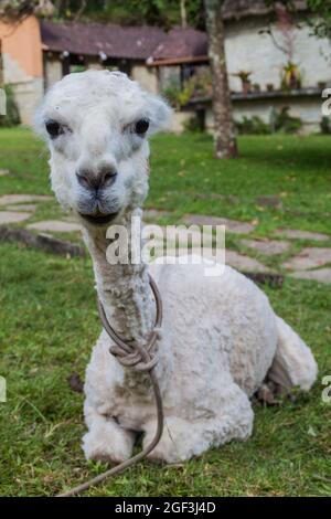 Shaved cute llama at the farm Stock Photo - Alamy