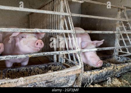 Pigs in sty inside a farm building Stock Photo - Alamy