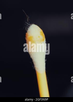 Dirty cotton swab . Earwax on cotton swabs. Personal hygiene. Dirt from ...