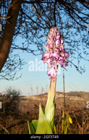 Himantoglossum robertianum purple inflorescence Stock Photo - Alamy