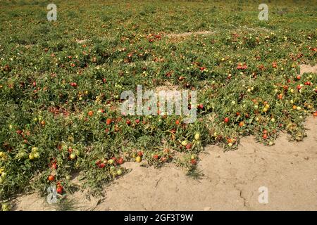 Tomato agricultural fields in Italy Stock Photo - Alamy