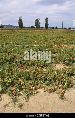 Tomato agricultural fields in Italy Stock Photo - Alamy
