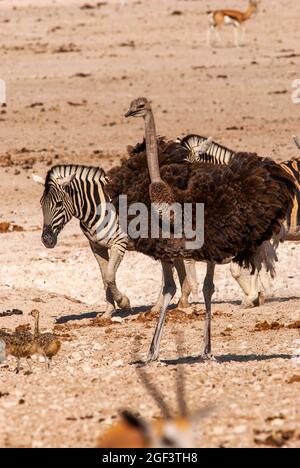 Ostrich with pups with zebra and springbok nearby at Nebrowni waterhole ...
