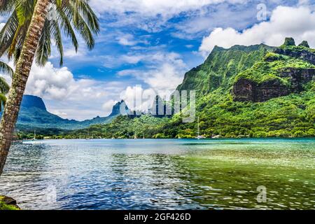 Colorful Cook's Bay Sailboats Mount Tohivea Highest Mountain Moorea ...