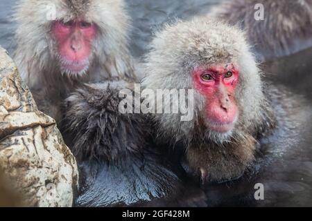 Japanese snow monkeys soaking in the hot spring water Stock Photo - Alamy