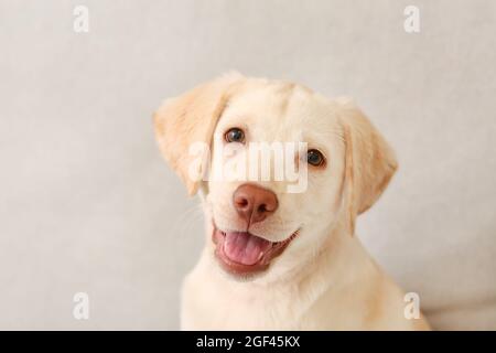 Cute Labrador puppy on sofa at home Stock Photo - Alamy