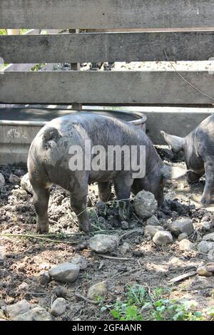 Adult dirty pig in a pigsty Stock Photo - Alamy
