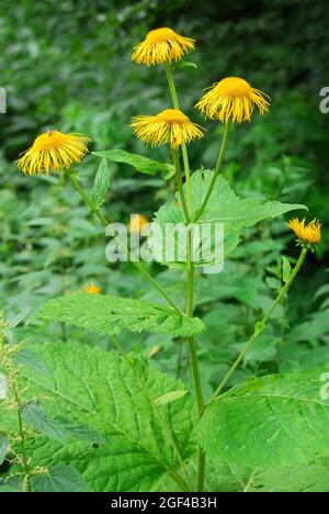 ox-eye daisy, Große Telekie, Scheinalant, Telekia speciosa, Teleki ...