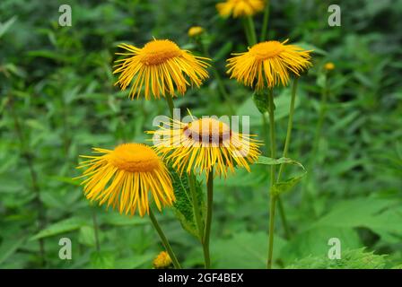 ox-eye daisy, Große Telekie, Scheinalant, Telekia speciosa, Teleki ...