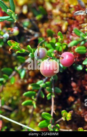 small cranberry, bog cranberry, swamp cranberry, Gewöhnliche Moosbeere ...