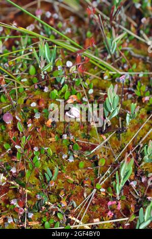 small cranberry, bog cranberry, swamp cranberry, Gewöhnliche Moosbeere ...