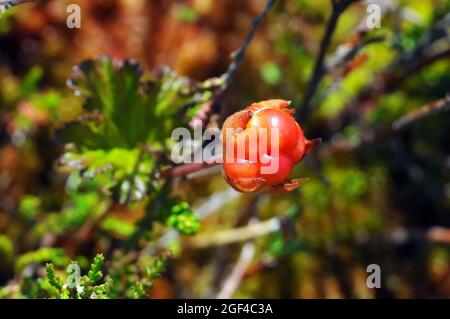 cloudberry, nordic berry, knotberry, Moltebeere, Rubus chamaemorus ...