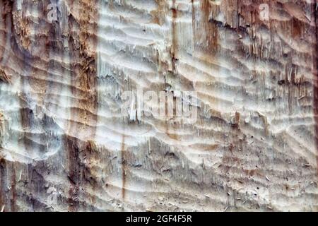Traces of beaver teeth - bark stripping on the trunk of an aspen tree ...