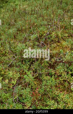 Forest swampy area. Ledum plant close-up Stock Photo - Alamy
