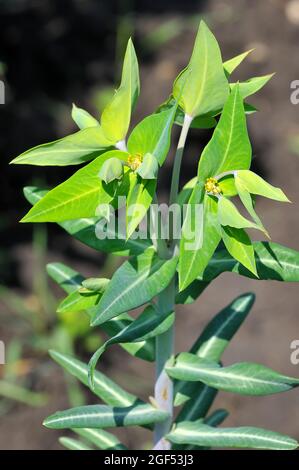 Caper spurge, Mole Plant (Euphorbia lathyrus, Euphorbia lathyris ...