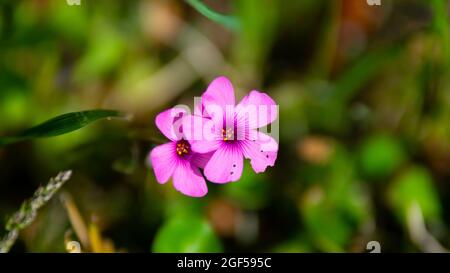 Soft focus of pink sorrel flowers blooming at a field in spring Stock ...