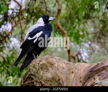 The Australian magpie (Gymnorhina tibicen) is a black and white ...