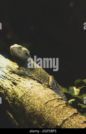 Common wall lizzards ina forest in their wild life Stock Photo - Alamy