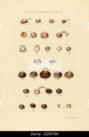 This illustration from the 'Index of British Shells' shows the detailed ...