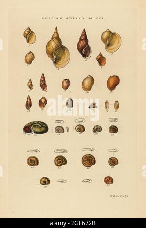 Freshwater snails, Limnæus, Physa, Ancylus, Planorbis, etc ...