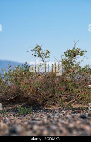 Shrub Nitraria sibirica with red berries fruits in mongolian arid ...