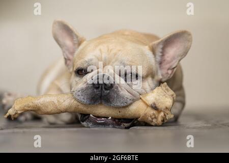 French bulldog biting rawhide bone while lying on the ground Stock ...