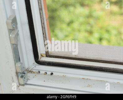 A close-up of a mosquito screen installed on a plastic window. House ...