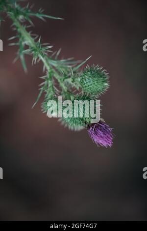 Close up on a green thistle Stock Photo - Alamy