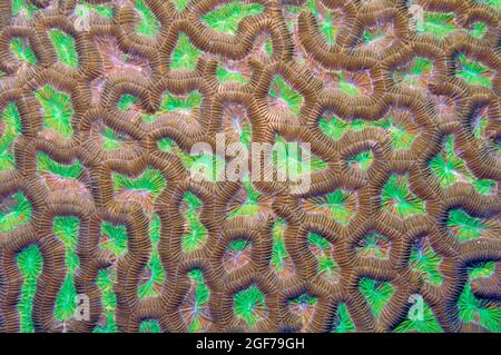 Lesser valley coral (Favia) detail with retracted polyps, Lake Sawu ...